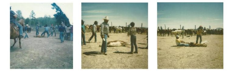 Photo Gallery | Sheepsprings